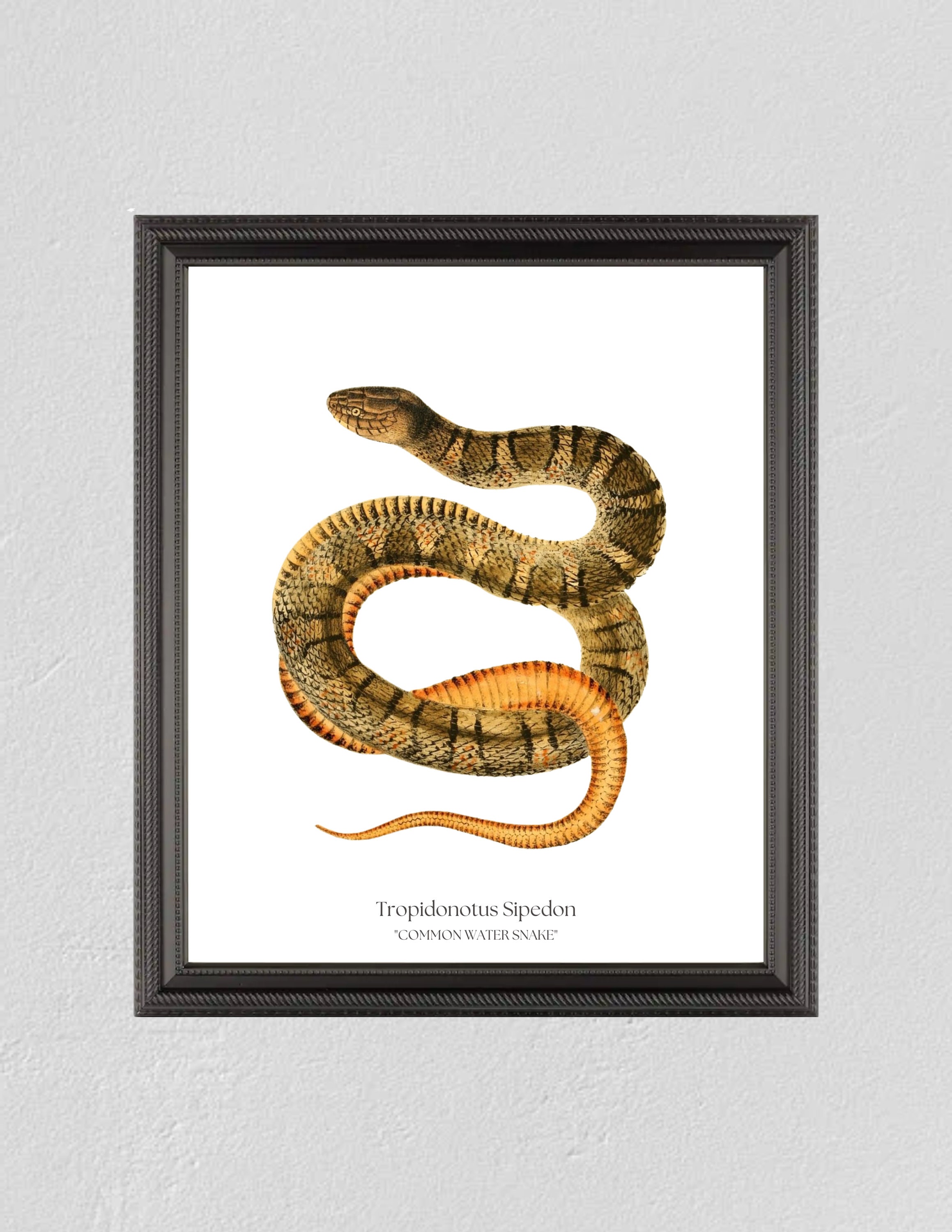 Vintage Snake Print, Common Water Snake Print, Printable Wall Art ...