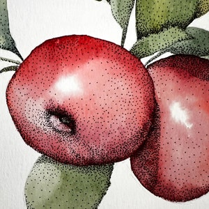 Apple - Pen and Ink Stippling With Watercolor Apple on Tree Orchard ...