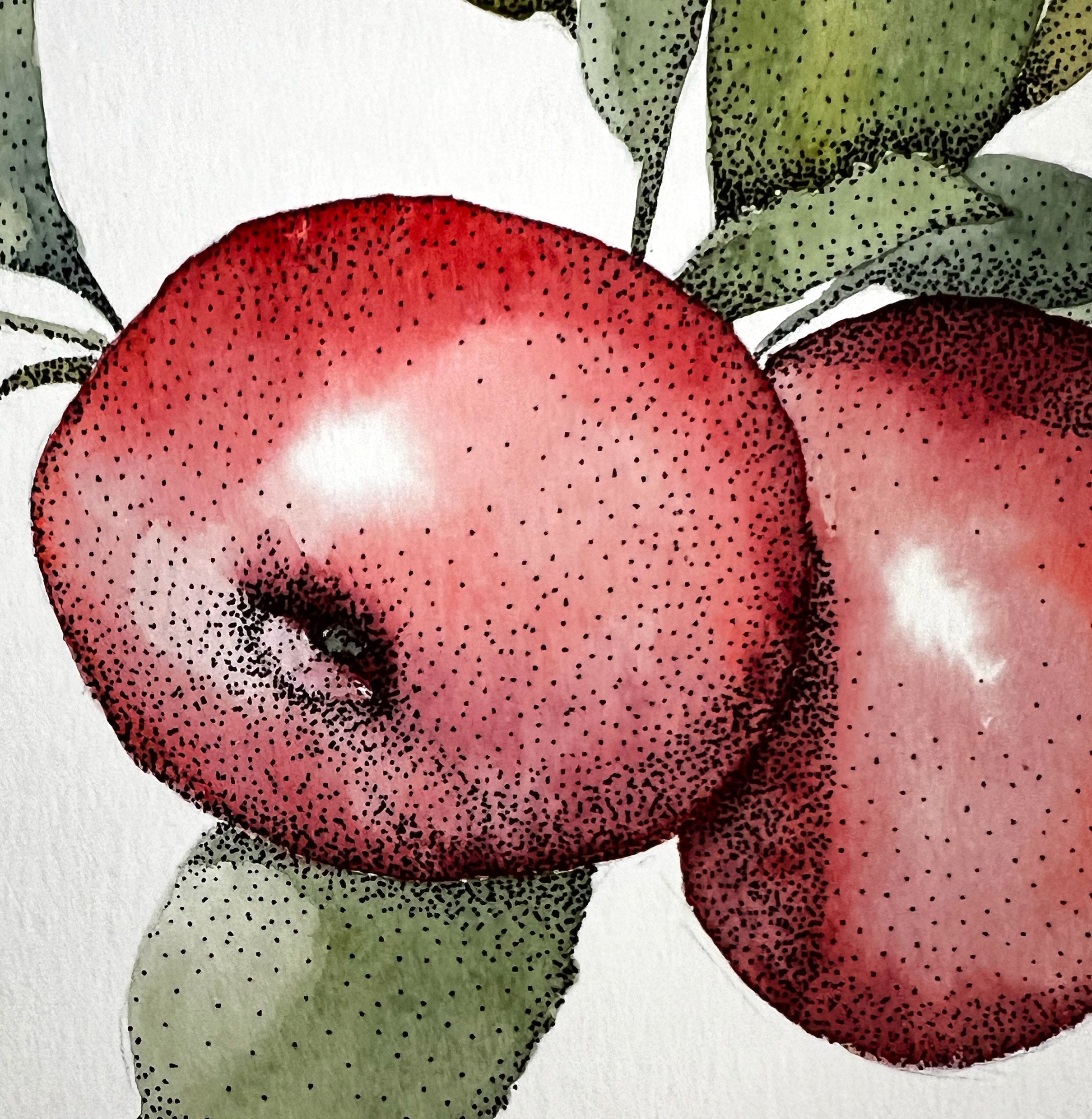 Apple Pen and Ink Stippling With Watercolor Apple on Tree Orchard ...