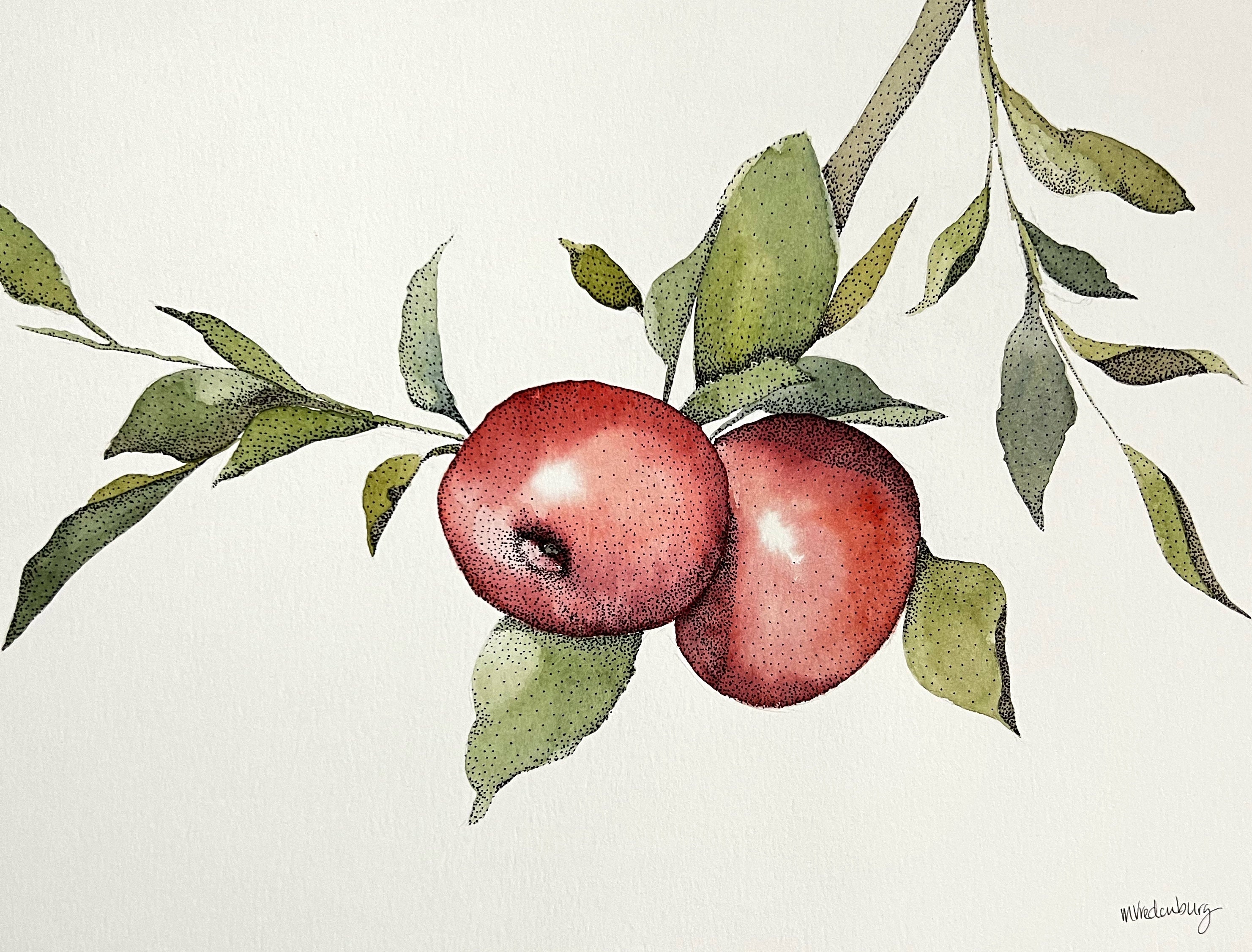 Apple Pen and Ink Stippling With Watercolor Apple on Tree Orchard ...