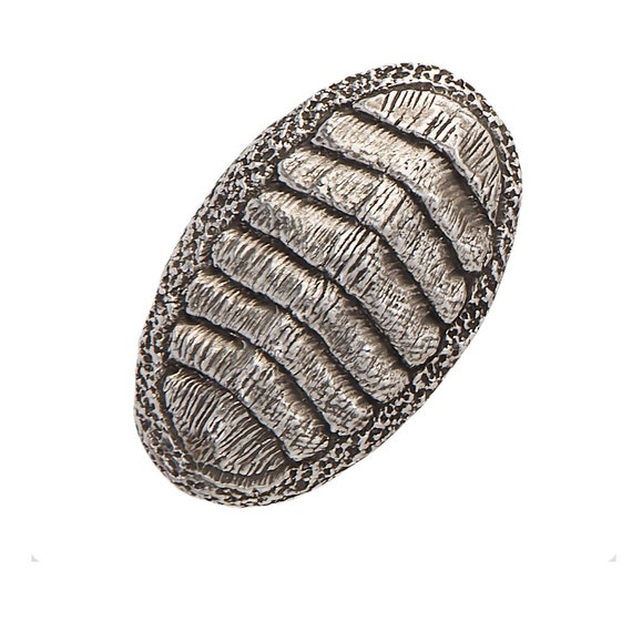 Chiton Shell