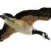 Creative Pewter Designs Canada Goose Honker Bird Pewter Lapel Pin ...