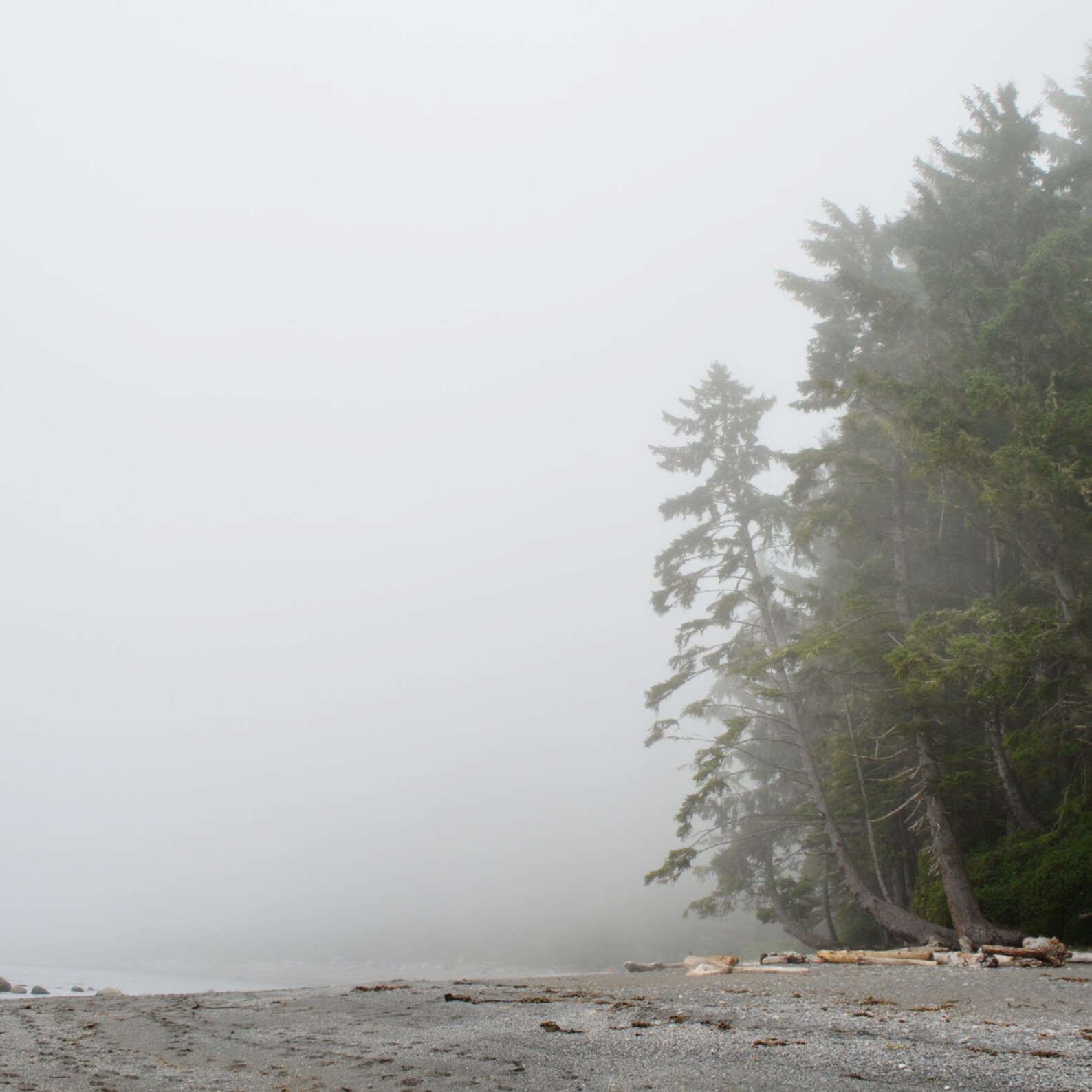Pine Trees on Foggy Sombrio Beach, Vancouver Island, Canada West Coast ...