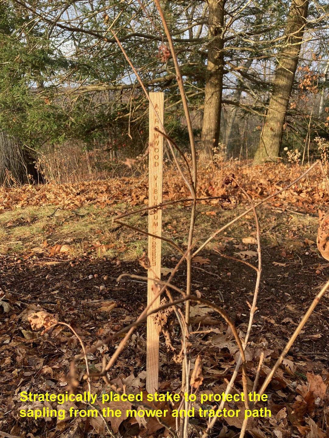 Wood Stakes to Identify Saplings, Flowers, Native and Woodland Plants ...