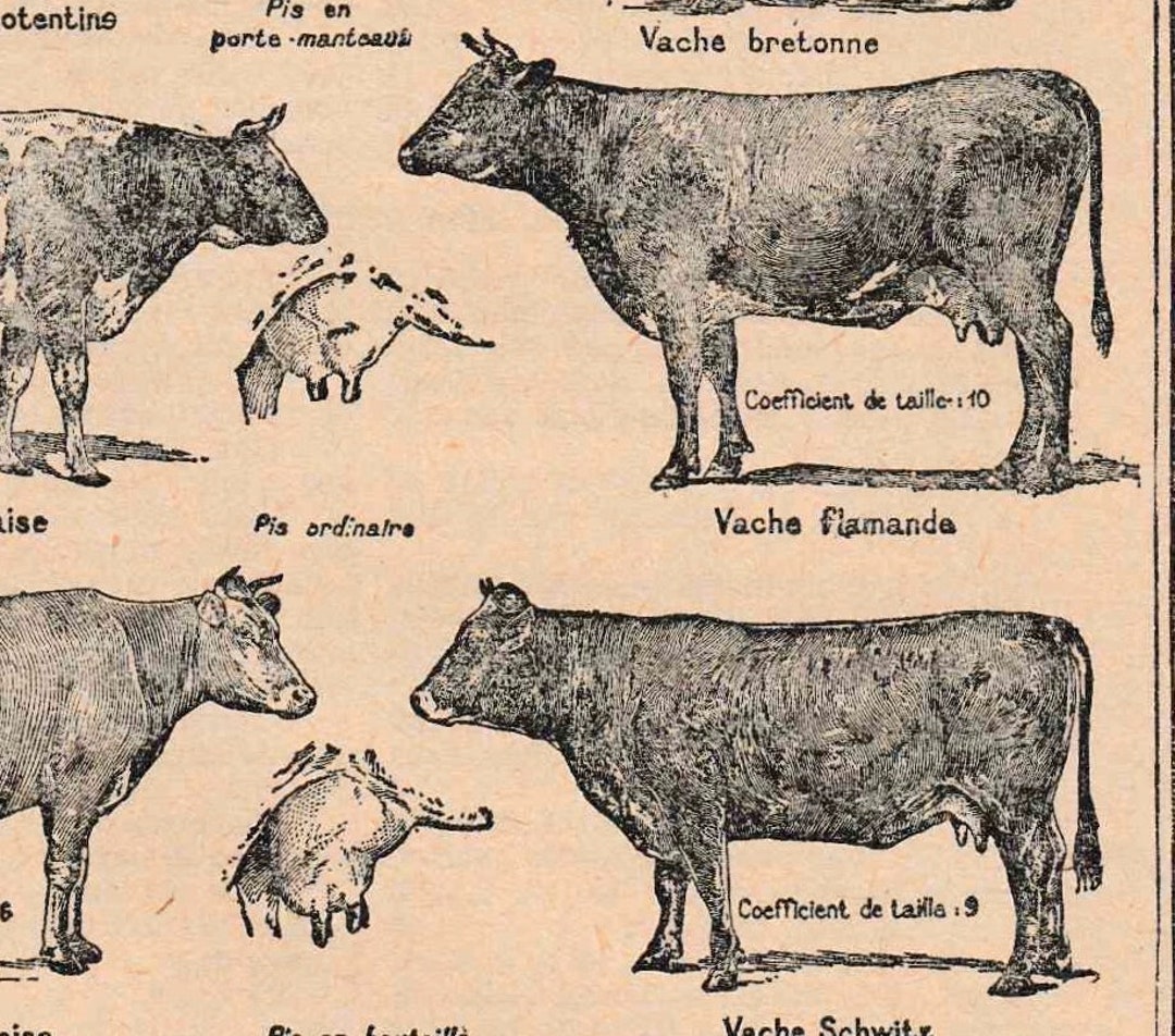 Antique French Print Cows Engraved Illustrations Cattle Steer Heifer ...