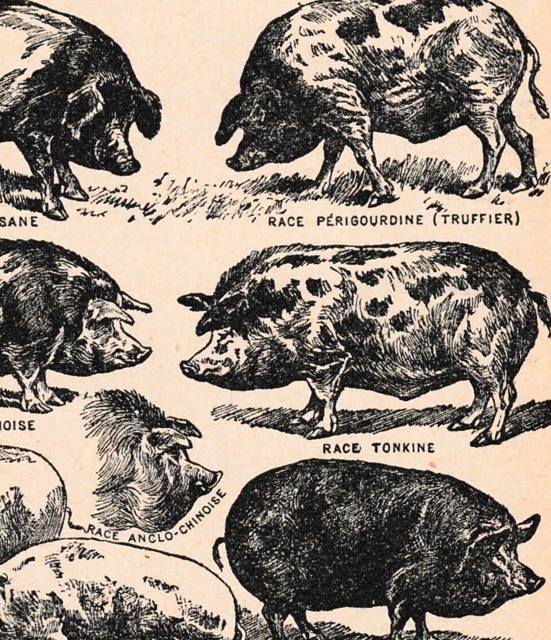 Antique French Pig Print Dictionary Page 1920s Engraved - Etsy