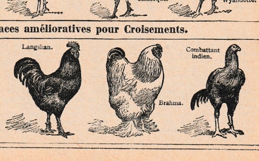 Antique French Chicken Print 1920s Engraved Illustrations Cockerel Hens ...