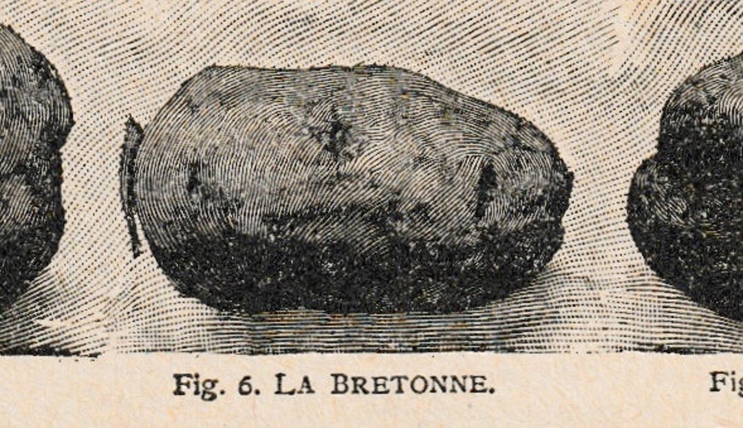 Antique French Print 1920s Potato Varieties Engraved Illustrations ...