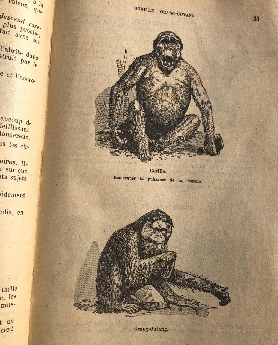 Vintage French Science Natural History Science Book - Etsy