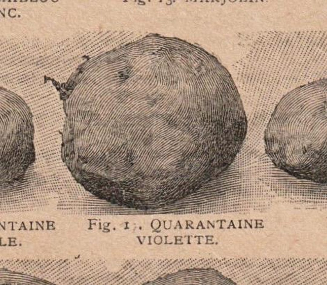 Antique French Print 1920s Potato Varieties Engraved Illustrations ...