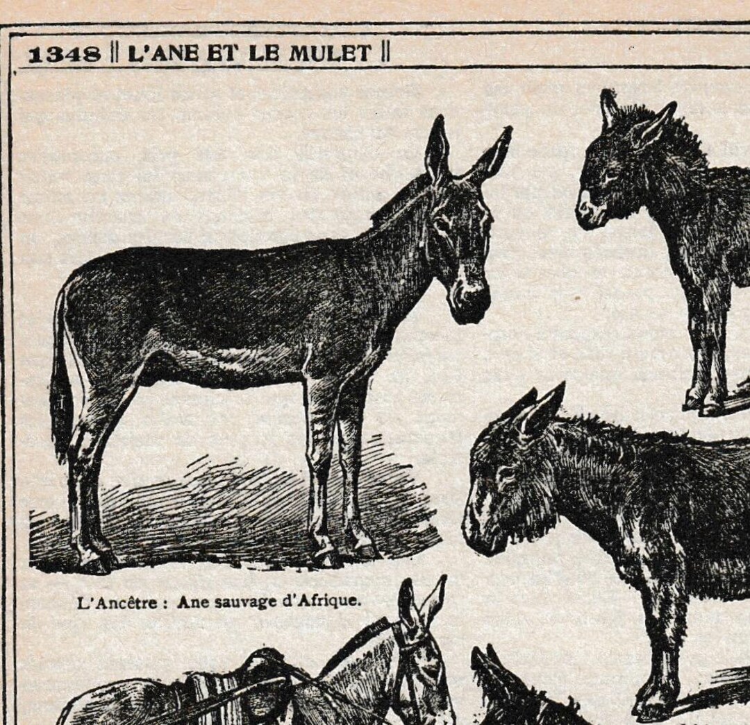 Antique French Donkey Print Dictionary Page 1920s Illustration Book ...