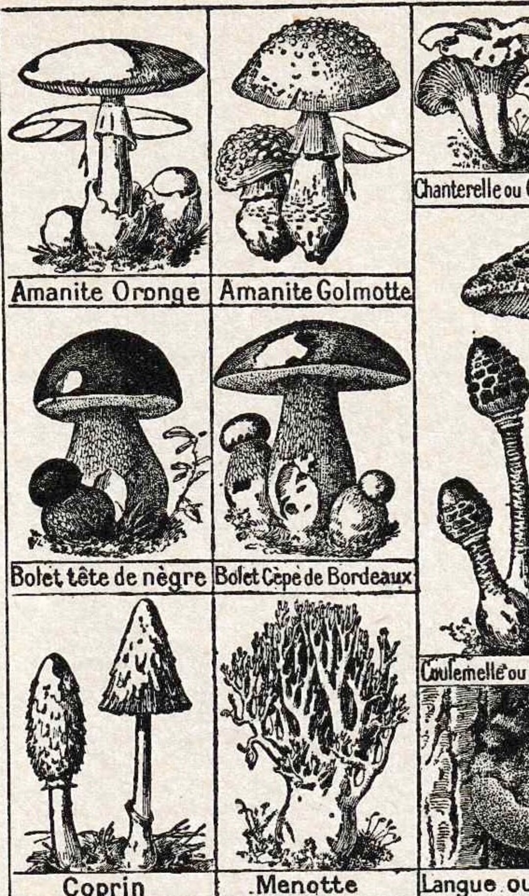 Mushroom Funghi Print Antique French 1920s Illustrations Mushrooms ...