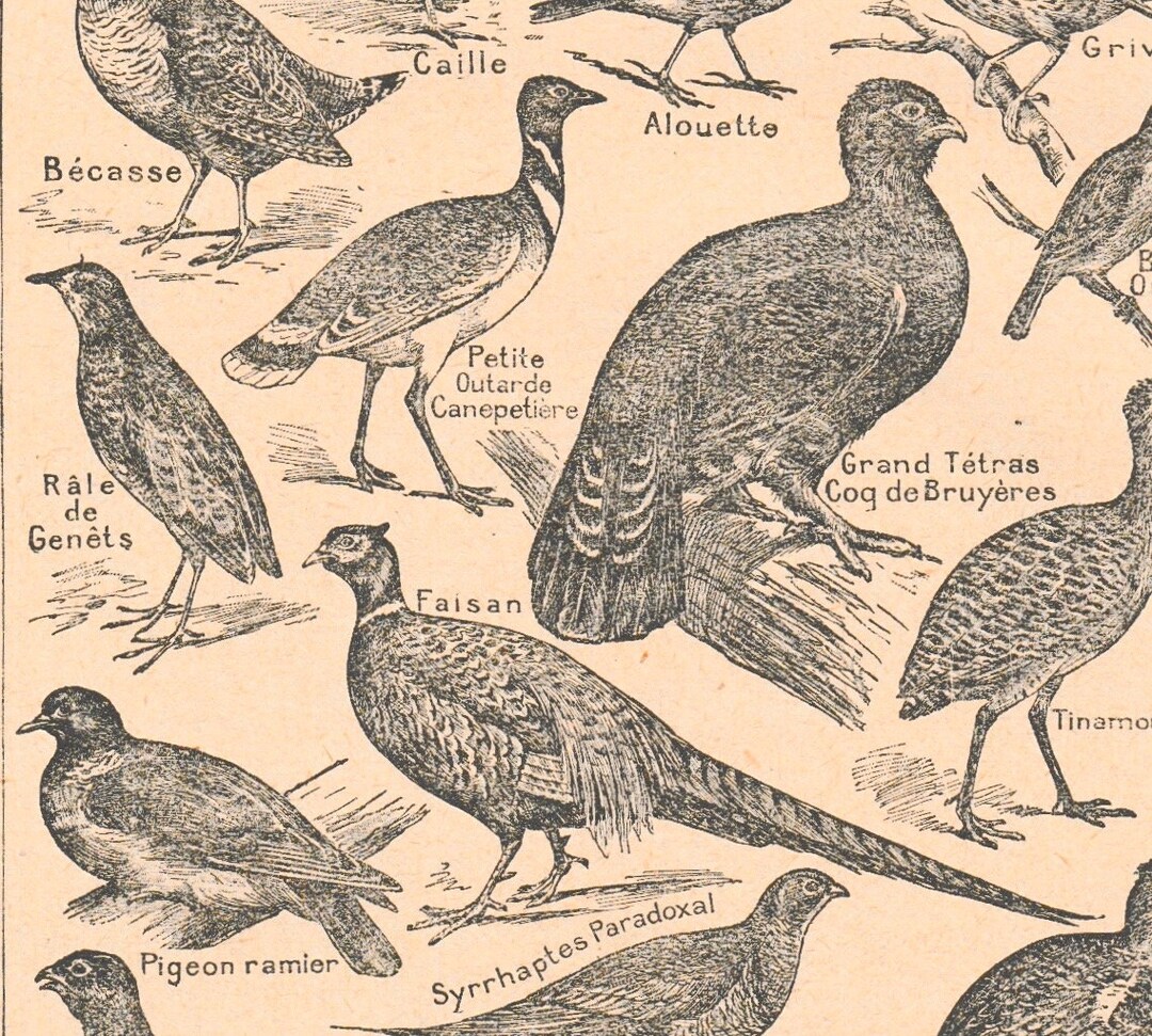 Antique French Birds Print 1920s Illustration Game Birds Partridge ...