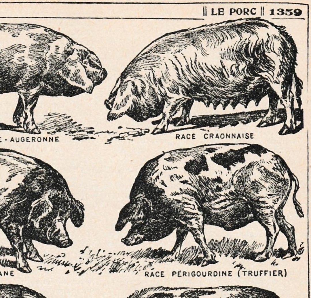 Antique French Pig Print Dictionary Page 1920s Engraved Illustration ...