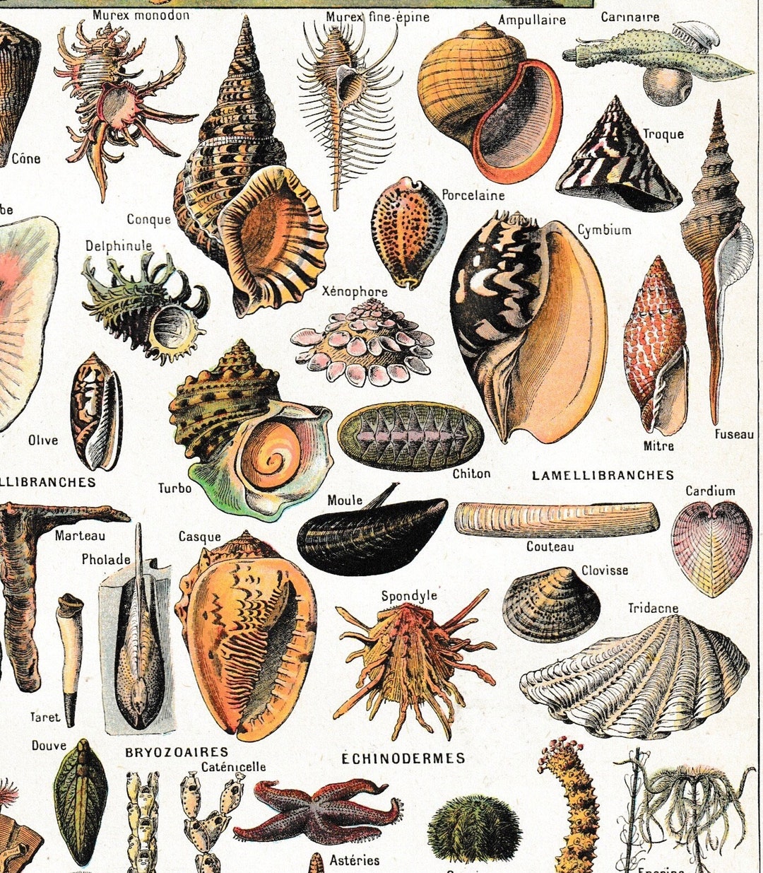 Shell Print - Antique French Dictionary Page 1920s Illustration ...