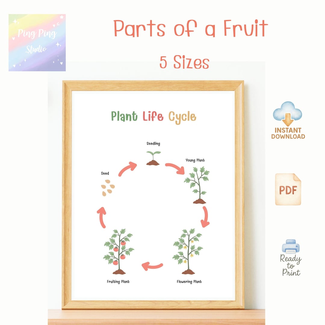 Plant Life Cycle Poster | Science Classroom Art, Homeschool (PDF) - Etsy