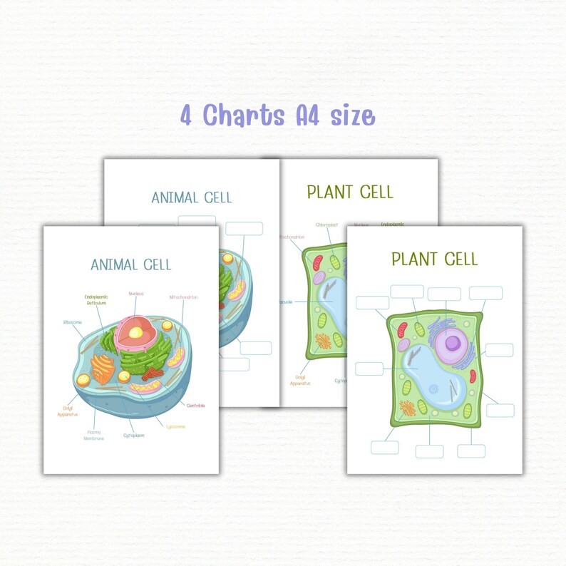 Cell Flash Cards & Science Posters – Plant and Animal Cell Diagram ...