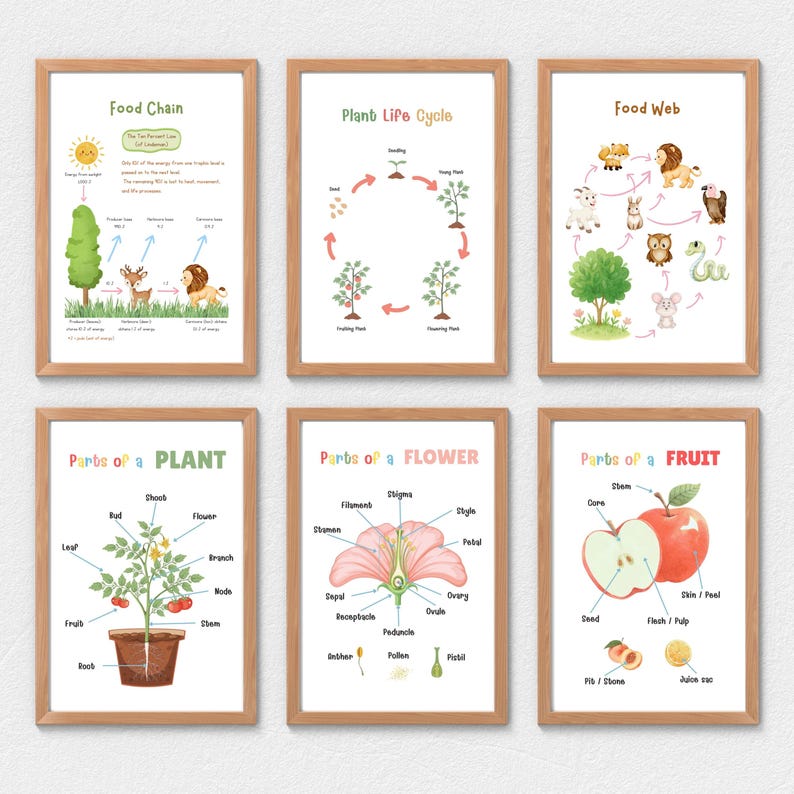 Food Chain & Web Poster Set | Watercolor Science Art (printable PDF) - Etsy