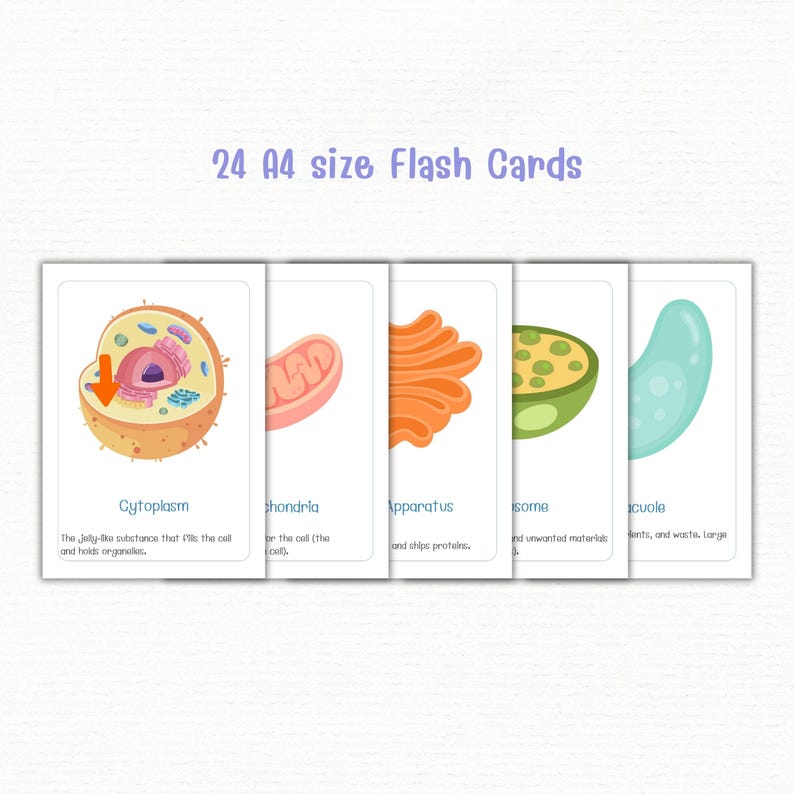 Cell Flash Cards & Science Posters – Plant and Animal Cell Diagram ...