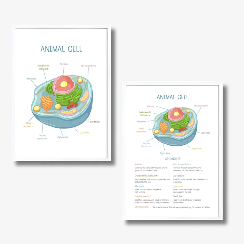 Animal Cell Posters for Kids | Biology Science Wall Art | Educational ...