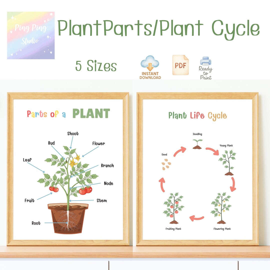 Plant Life Cycle Poster Set: Classroom Science Art (printable PDF - Etsy