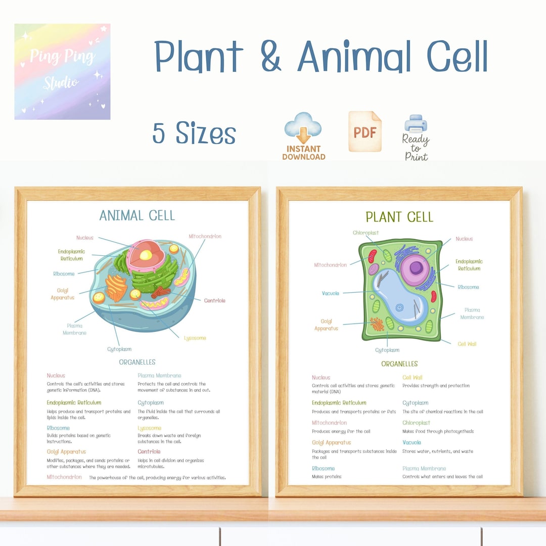Plant and Animal Cell Posters | Educational Biology PDF | Classroom ...