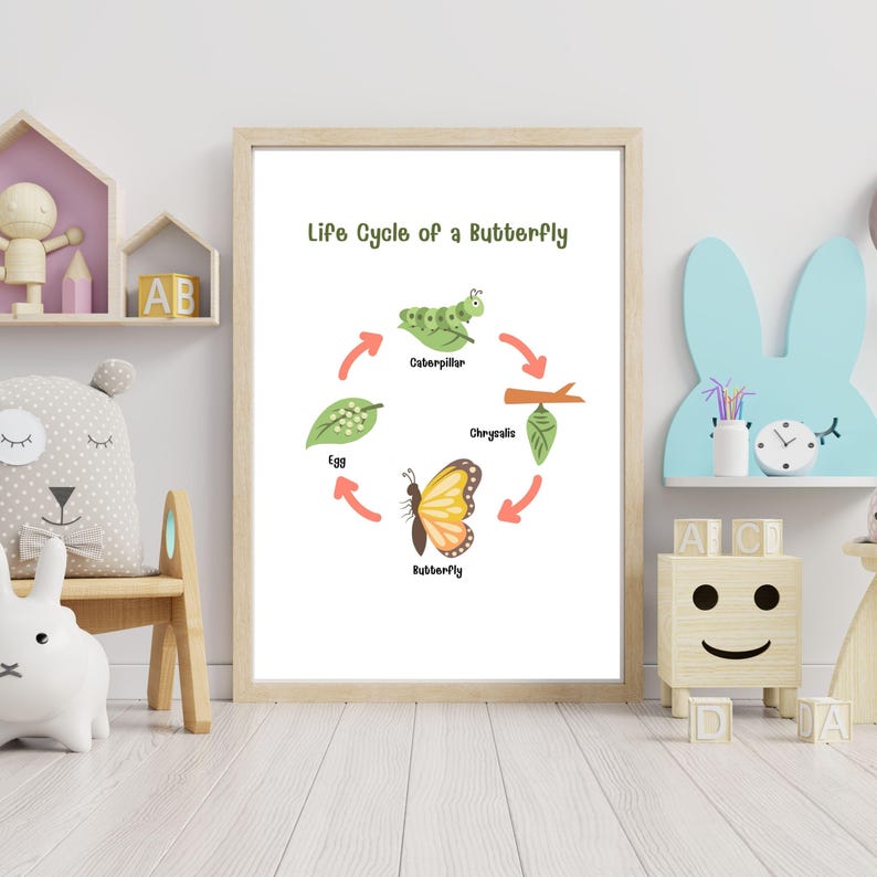 Insects Life Cycle Posters: Butterfly, Mosquito, Fly, Ladybug (JPG ...