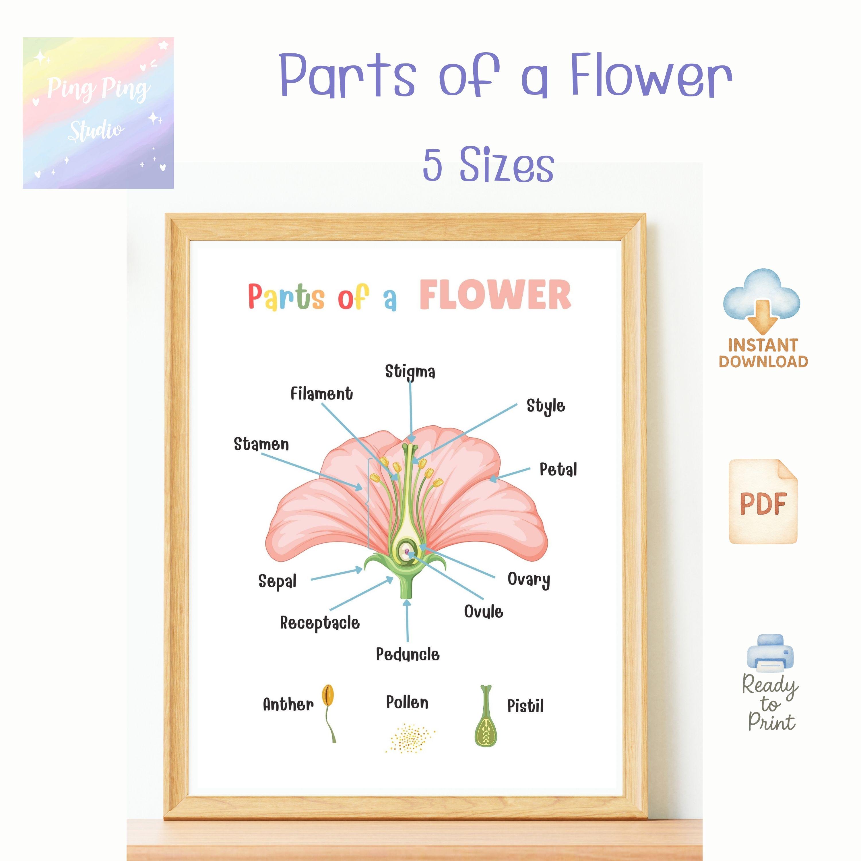 Parts of a Flower - Educational Poster With Definitions, Digital ...