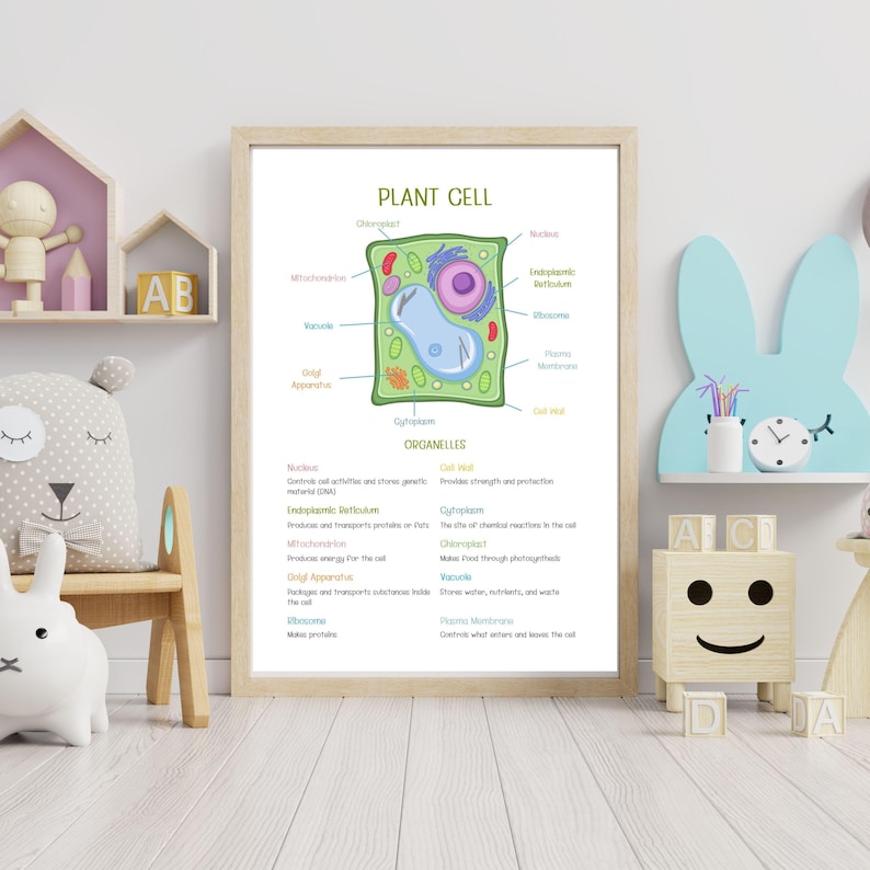 Plant and Animal Cell Posters | Educational Biology PDF | Classroom ...