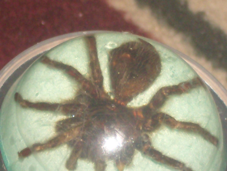 Vintage TARANTULA SPIDER PAPERWEIGHT - Etsy