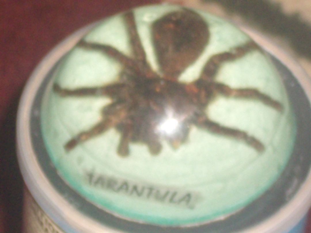 Vintage TARANTULA SPIDER PAPERWEIGHT - Etsy