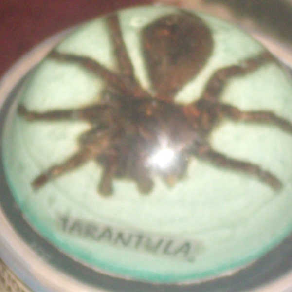 Spider Paperweight - Etsy