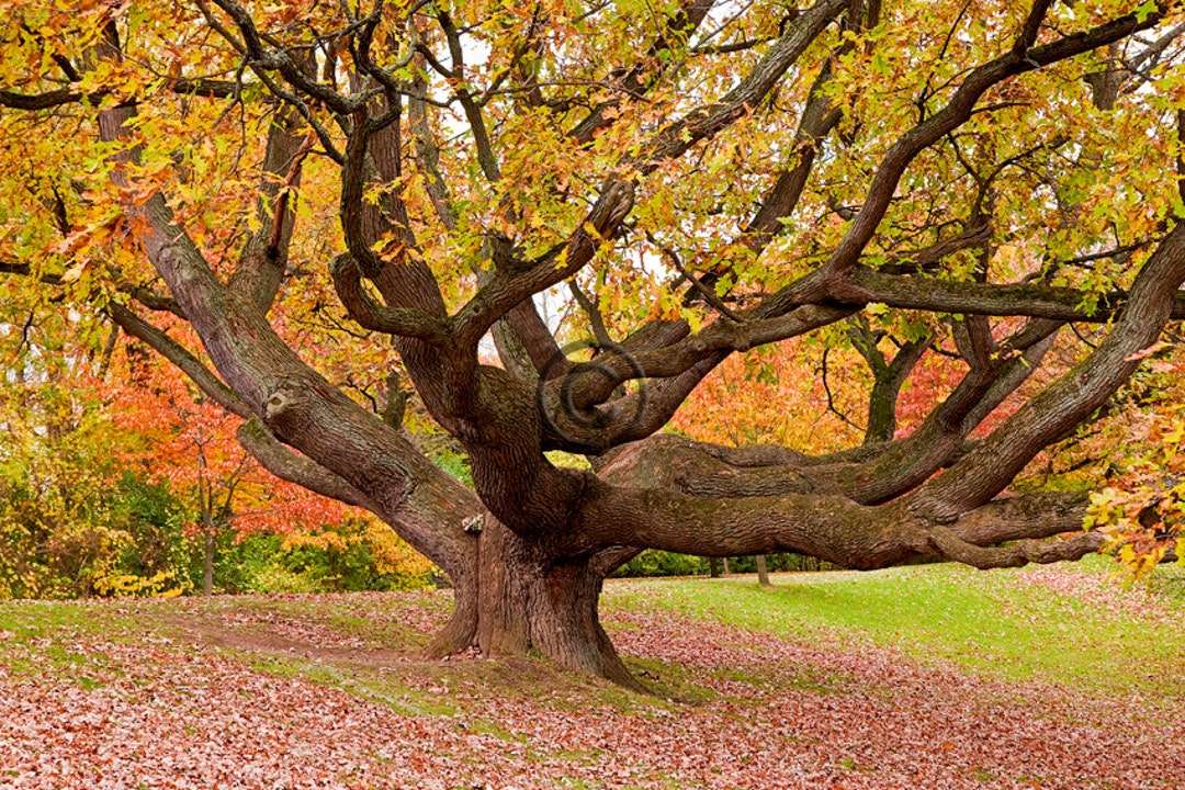 Majestic Oak Tree in the Fall Fine Art Photograph Autumn Leaves Photo ...