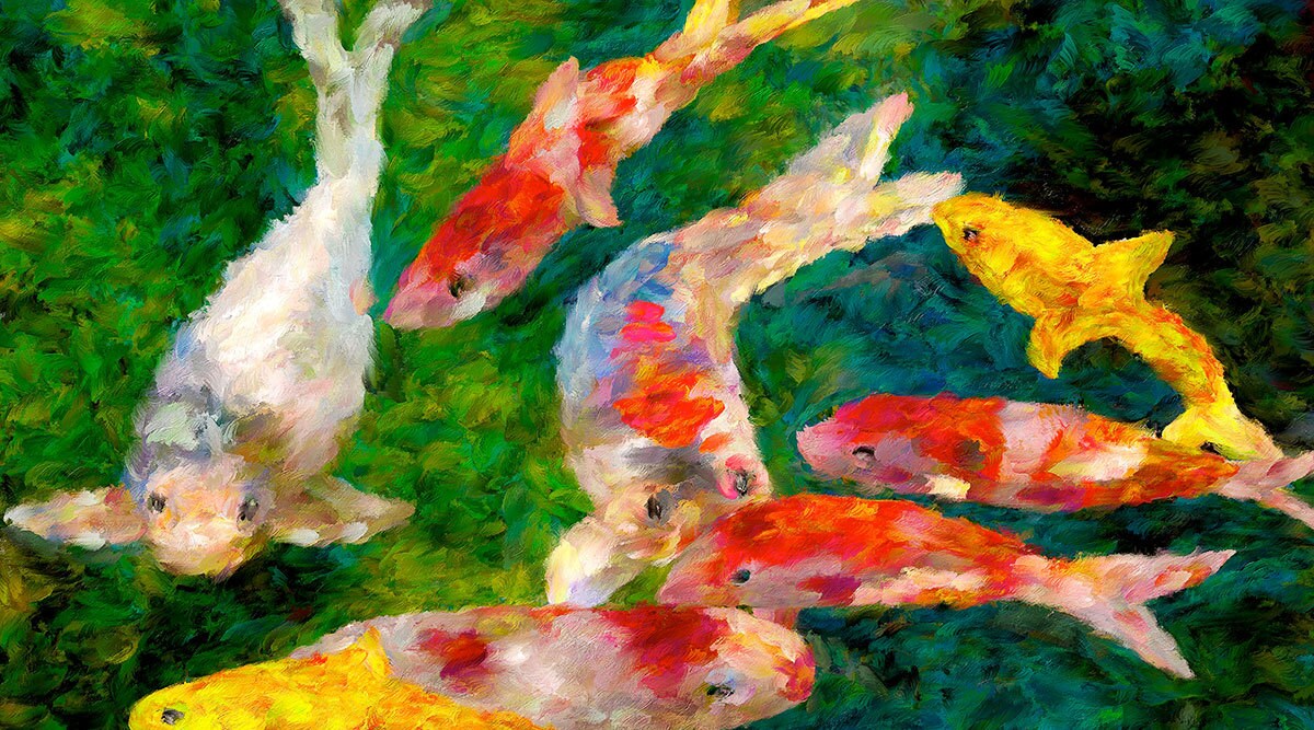 Koi Fish Canvas Fine Art Print Japanese Fish Koi Pond Wall Art - Etsy