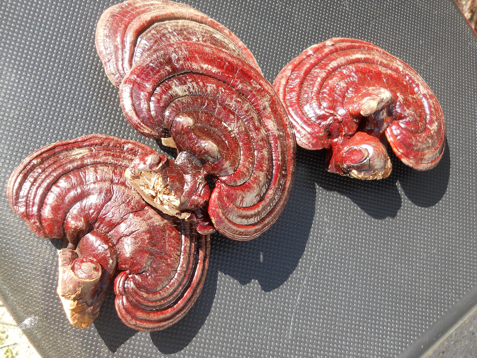 Whole Red Reishi Mushrooms 4 Oz - Etsy