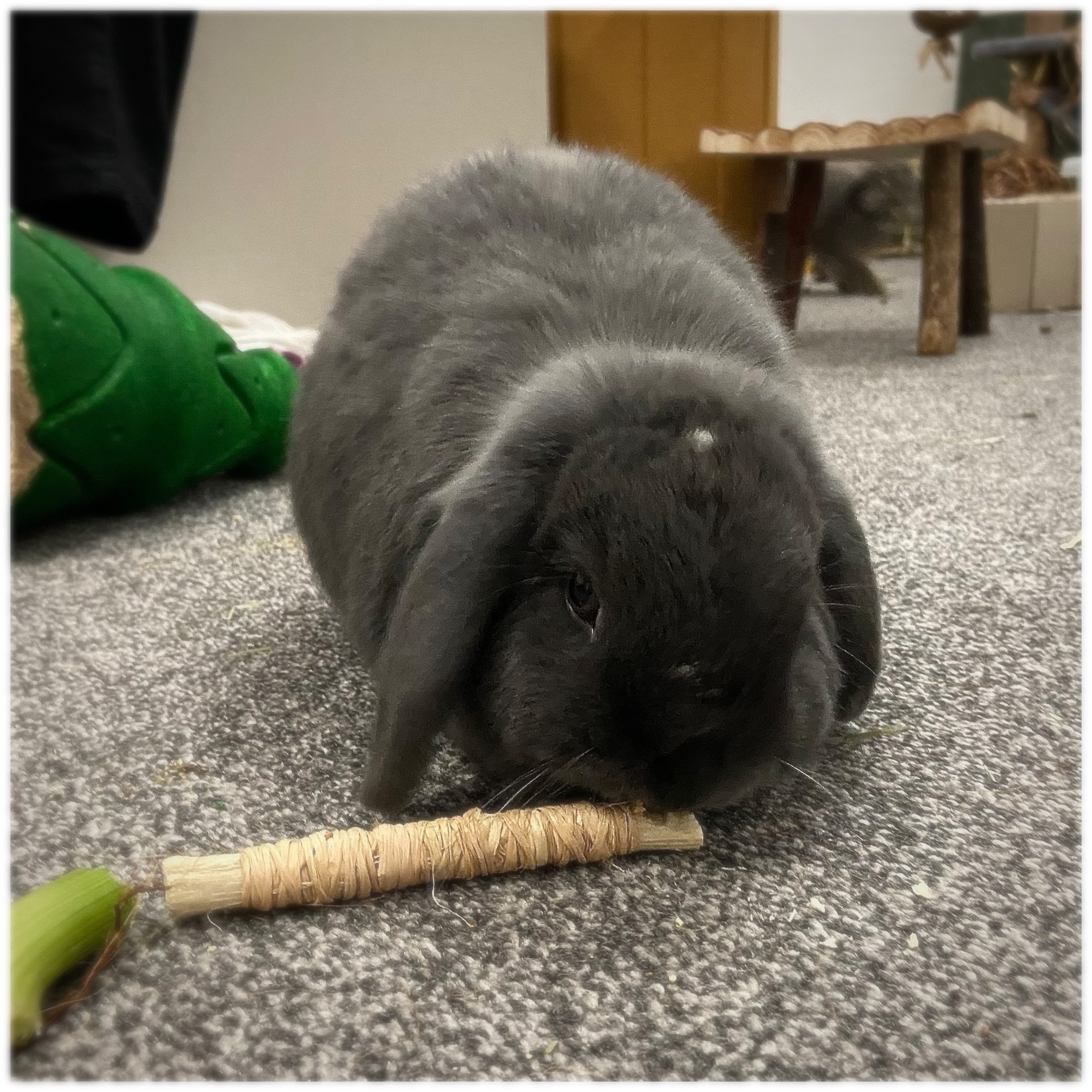 Wrapped Sweet Bamboo Sugar Cane Bunny Rabbit Chew Gnaw Treat - Etsy ...