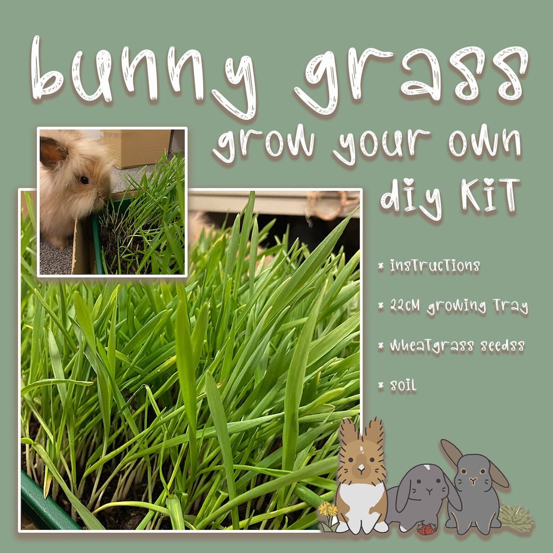 HIERBA DE CONEJO FRESCO Kit de bricolaje Forraje Tratar comida ...