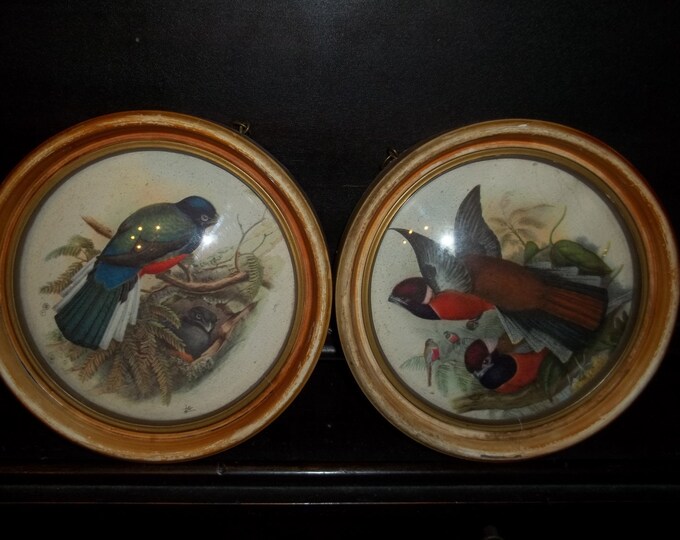 Set of 2 Antique Bird Prints From the Peter Watson Studio - Etsy