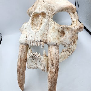 Sabor Tooth Tiger Skull Mask - Etsy