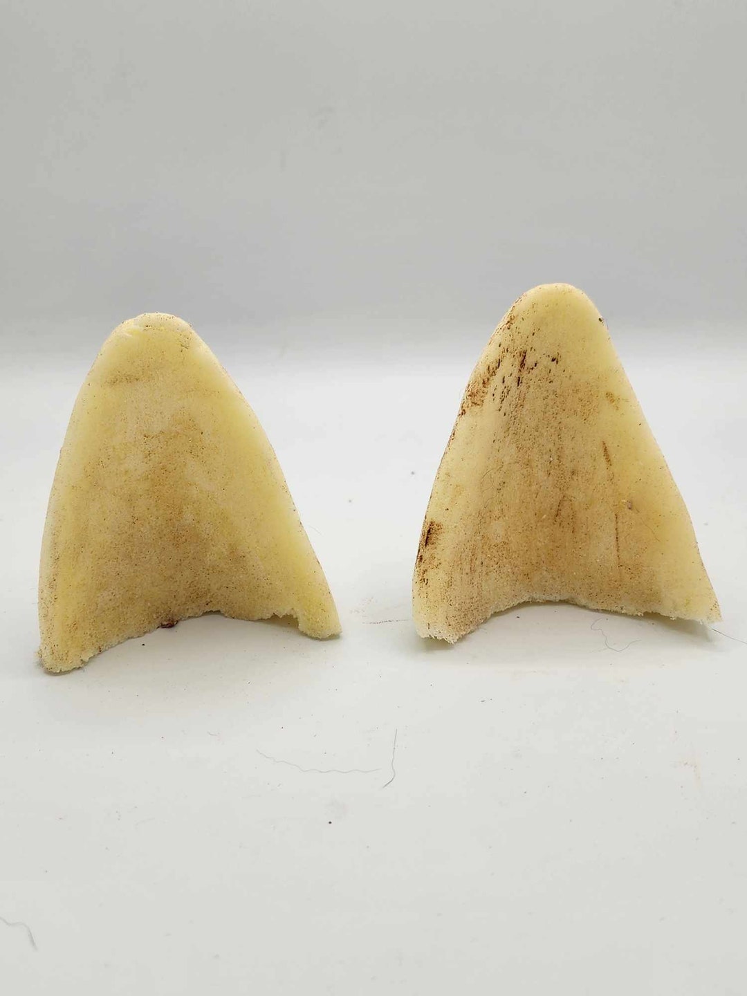 Domestic Cat Ear Base - Etsy