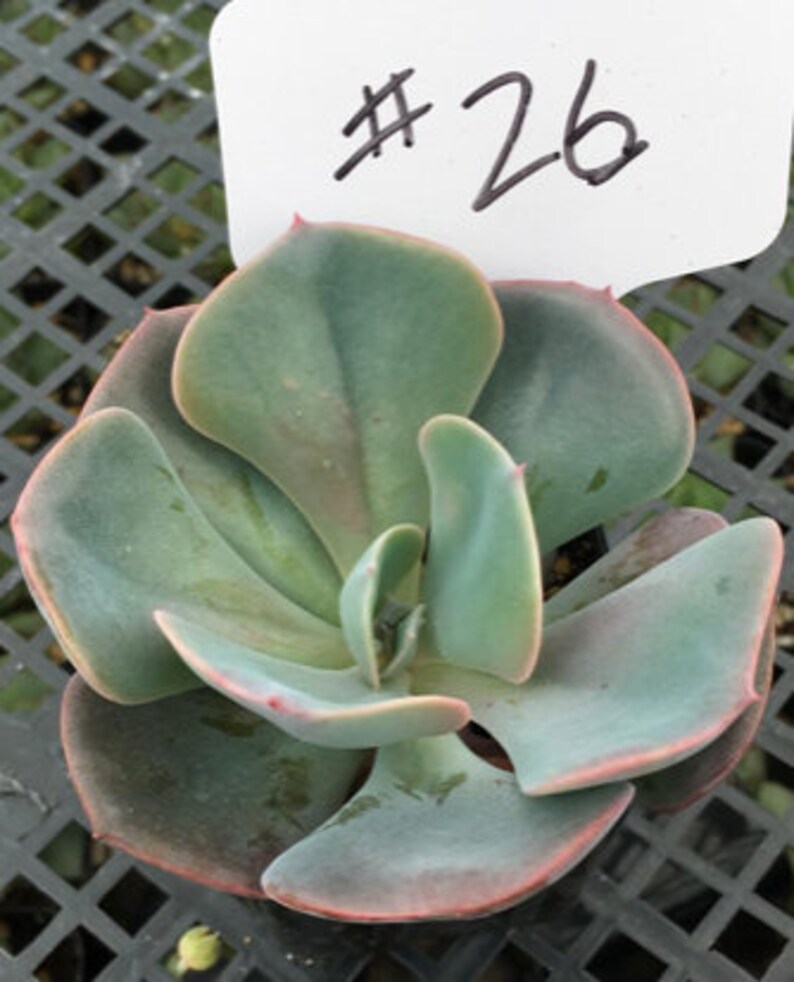 2 Exact Type Succulents 21-30 - Etsy