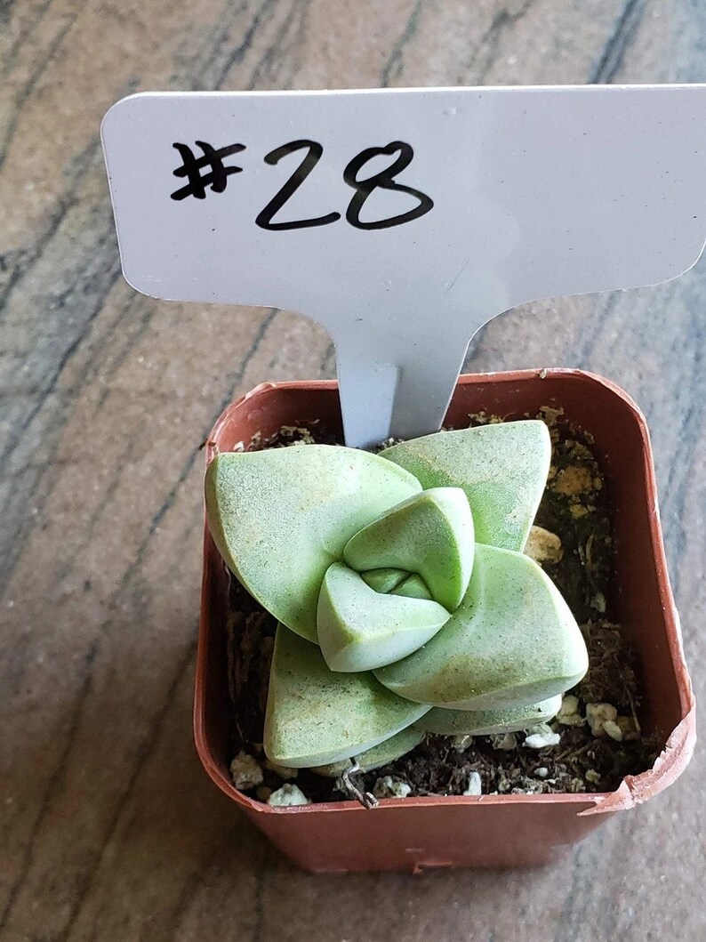 2 Exact Type Succulents 21-30 - Etsy