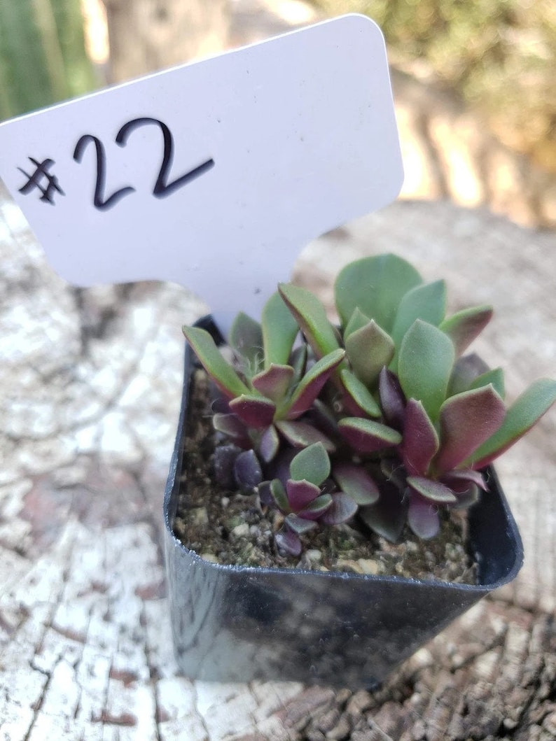 2 Exact Type Succulents 21-30 | Etsy