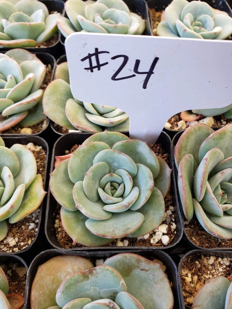 2 Exact Type Succulents 21-30 - Etsy