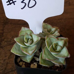 2" Exact Type Succulents - #21-30 - Etsy