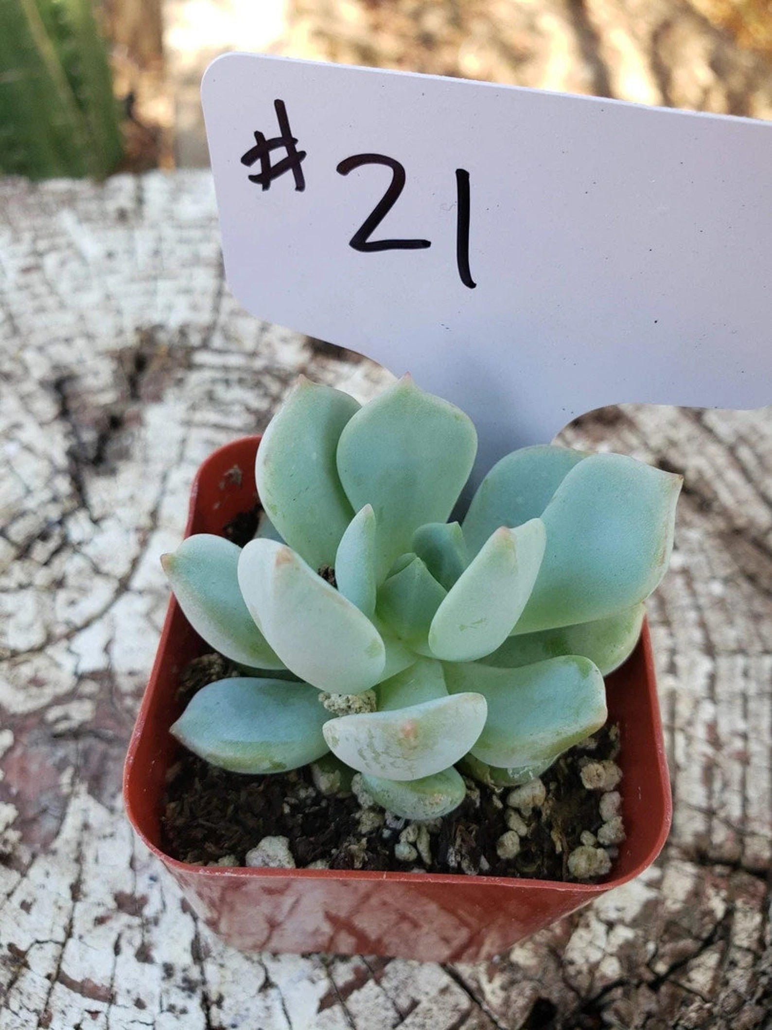 2 Exact Type Succulents 21-30 - Etsy