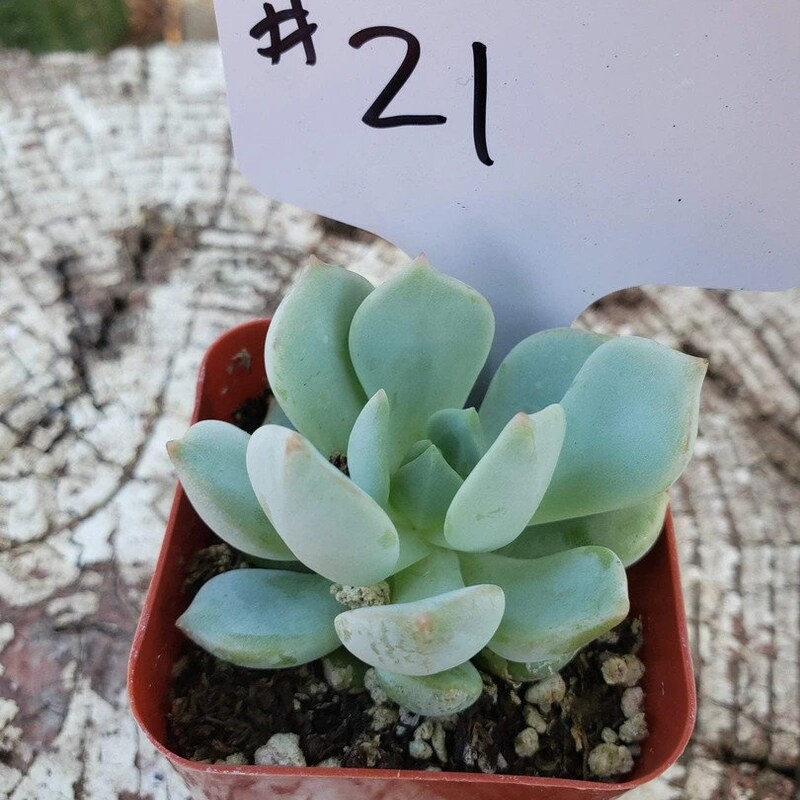 TheSucculentSource - Etsy