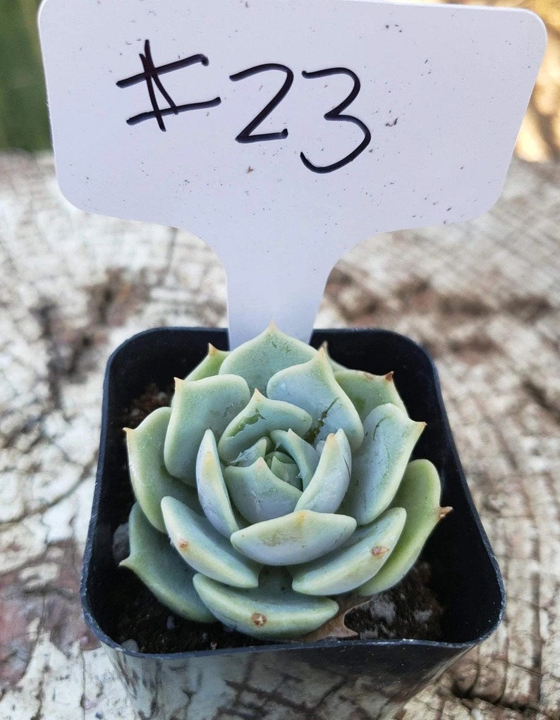 2 Exact Type Succulents 21-30 | Etsy