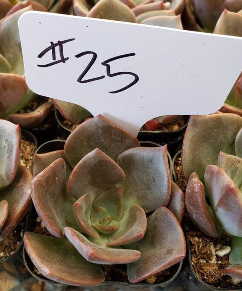 2 Exact Type Succulents 21-30 | Etsy