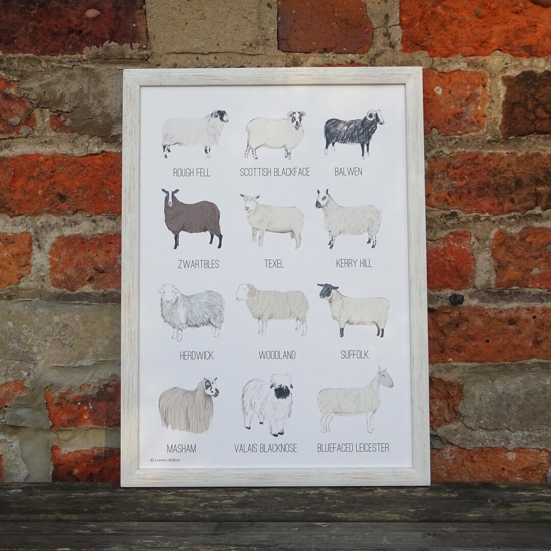 Sheep Breeds Print - Etsy
